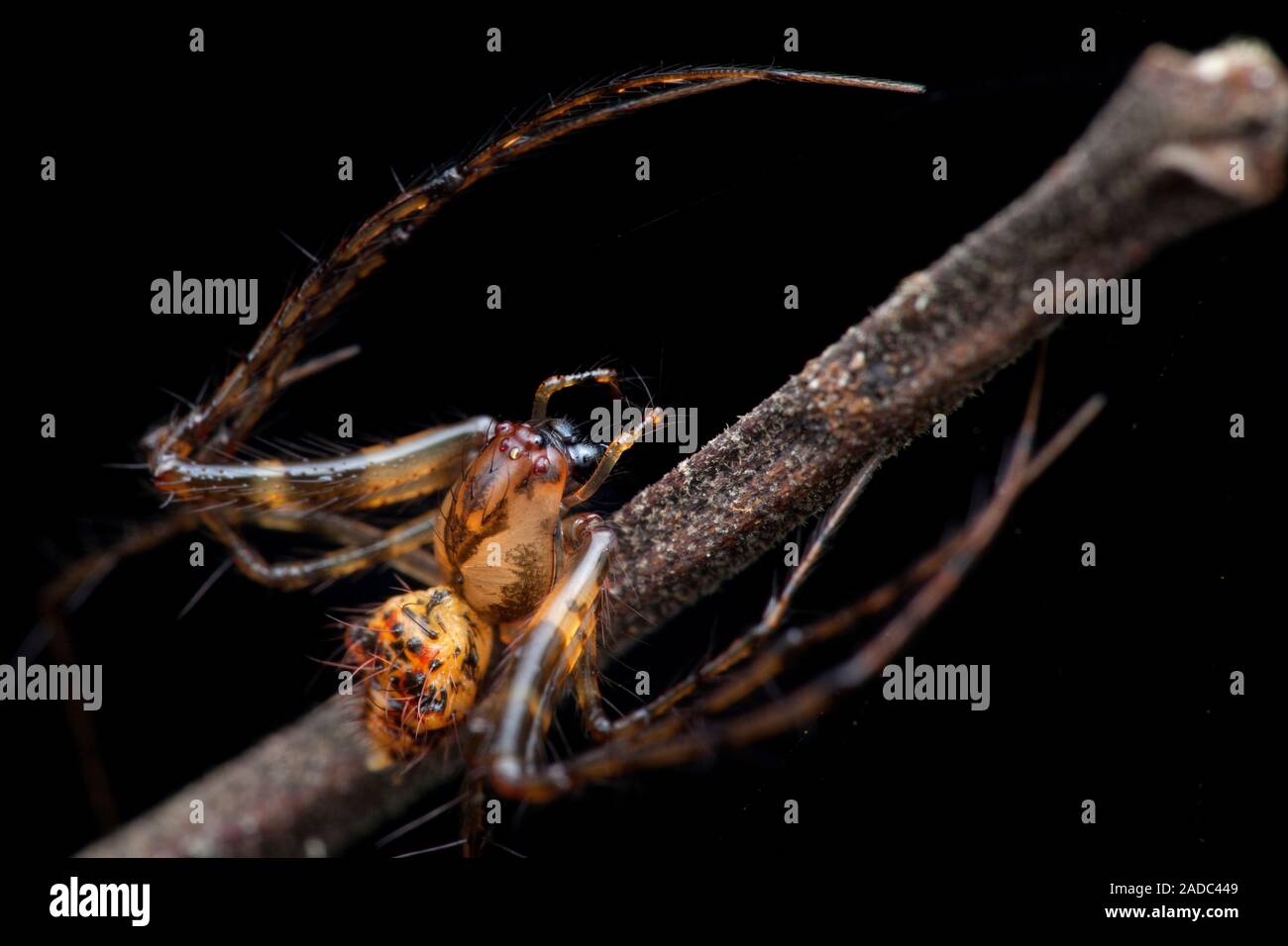 Pirate spider. Pirate spiders (family Mimetidae) are so-called because ...