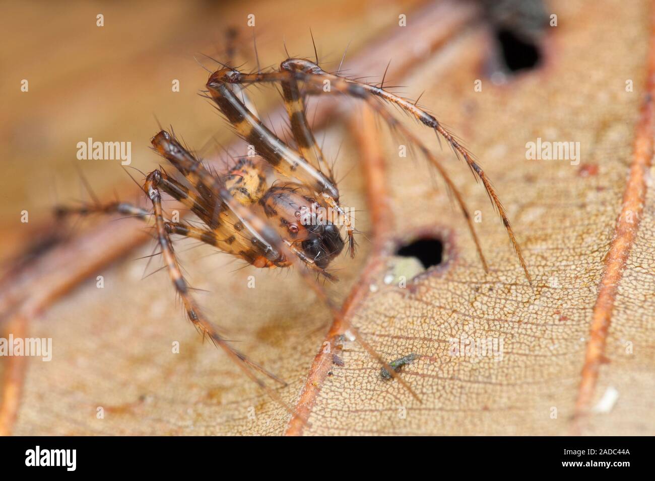 Pirate spider on leaf. Pirate spiders (family Mimetidae) are so-called ...