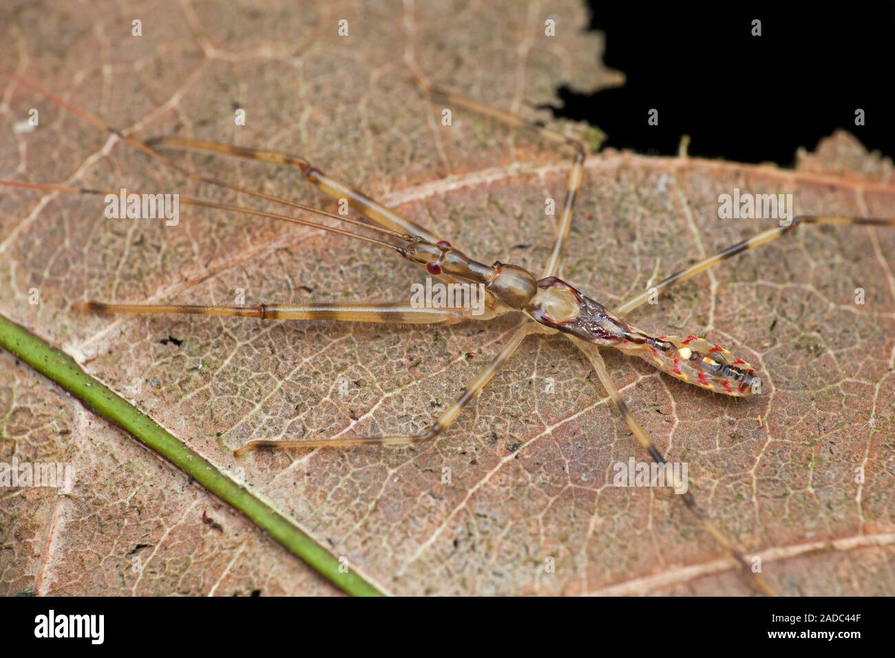 Assassin bug. Assassin bugs (family Reduviidae) are predatory insects ...