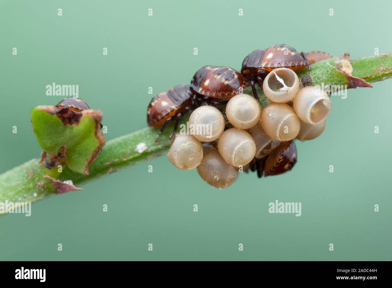 Baby shield bugs. Newly-hatched shield bugs with full and empty egg ...