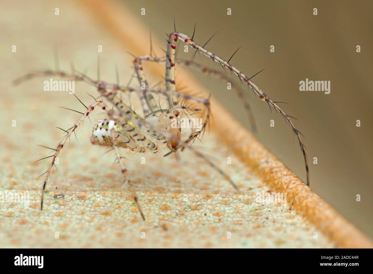 Pirate spider. Pirate spiders (family Mimetidae) are so-called because ...