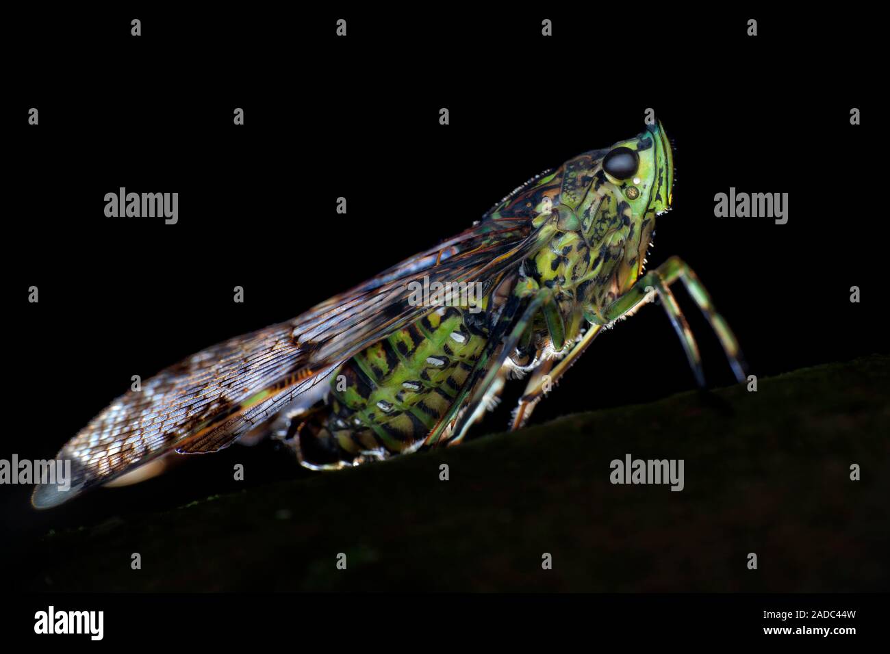 Planthopper (Dichoptera sp.). Planthoppers (superfamily Fulgoroidea ...
