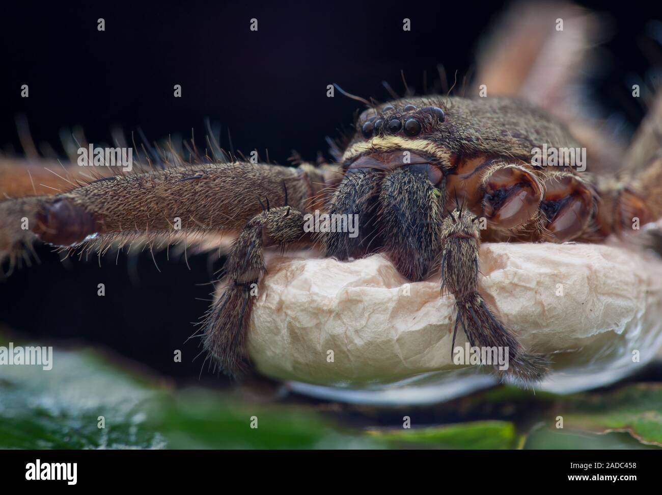 Huntsman spider with egg sac. Female huntsman grasping her egg sac ...