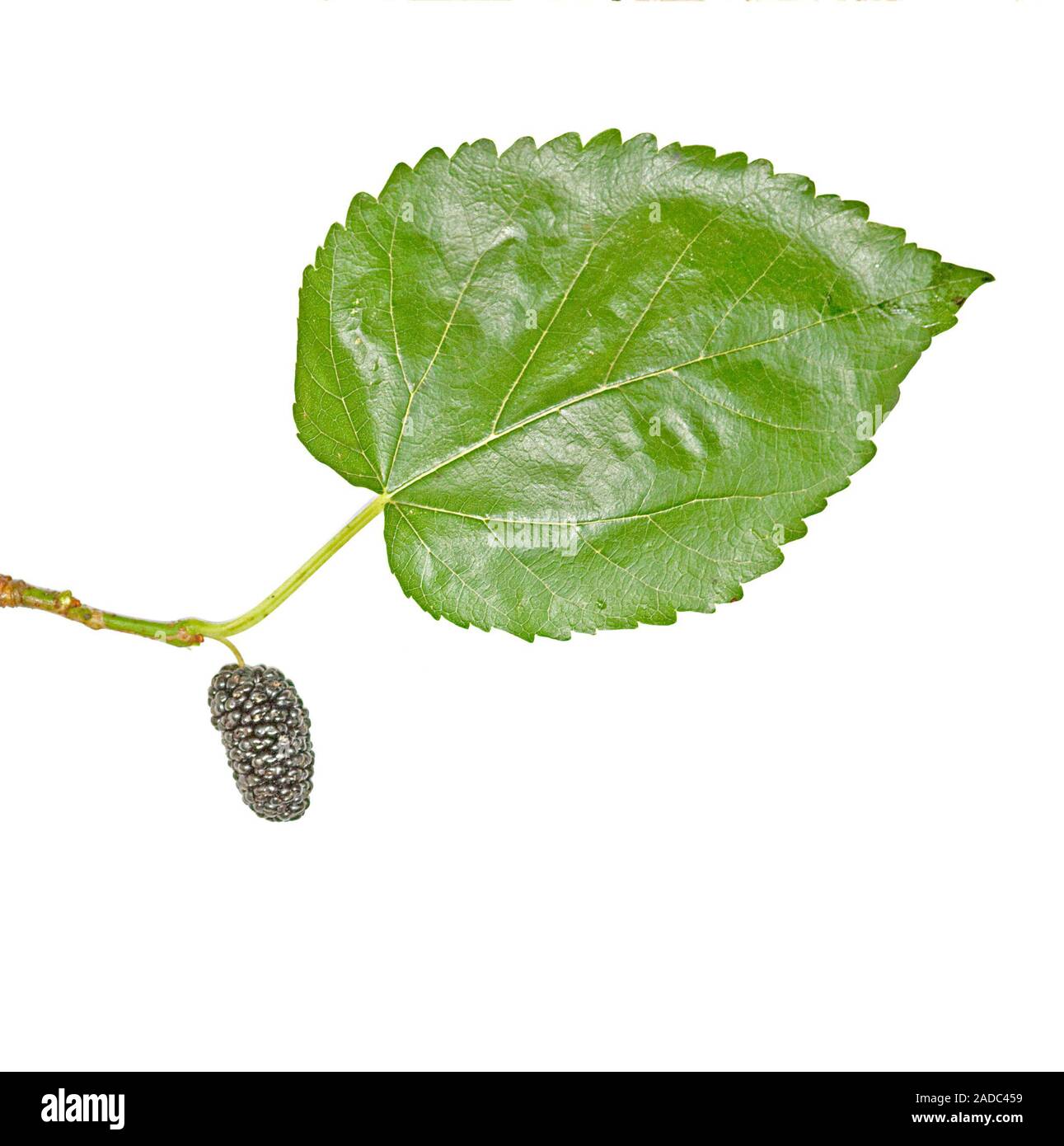 Black mulberry morus nigra Cut Out Stock Images & Pictures - Alamy