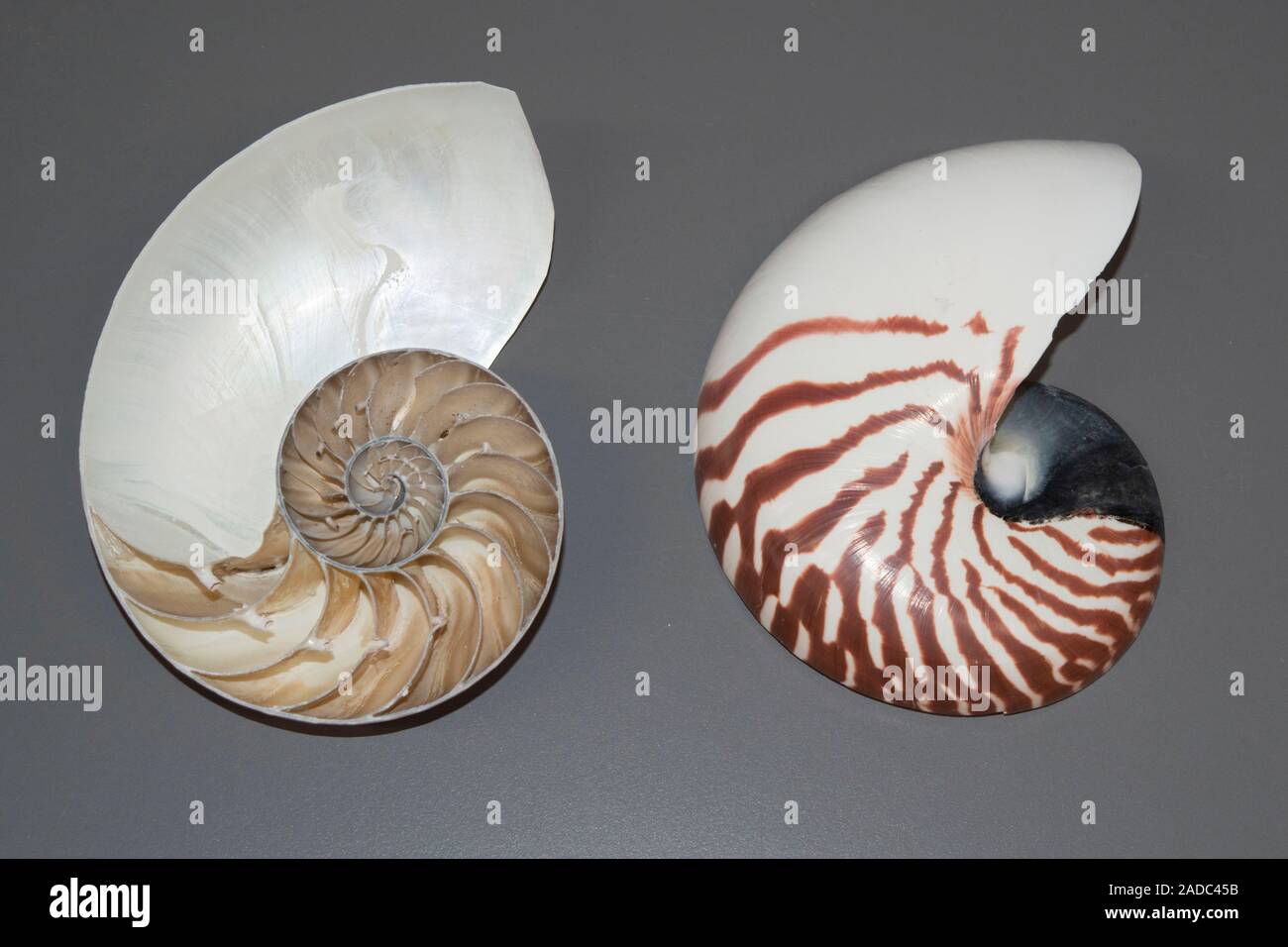 Nautilus shells, sectioned and whole. The sectioned shell is at left ...