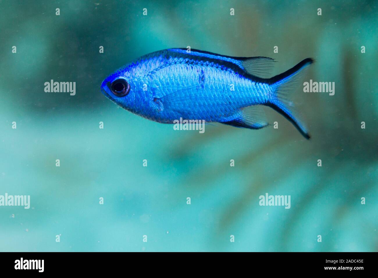 Blue chromis (Chromis cyanea). Photographed at Snapper Ledge, Key Largo ...