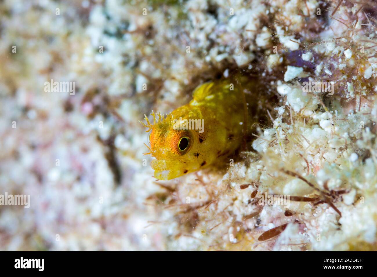 Yellow roughhead blenny (Acanthemblemaria aspera). Photographed at ...