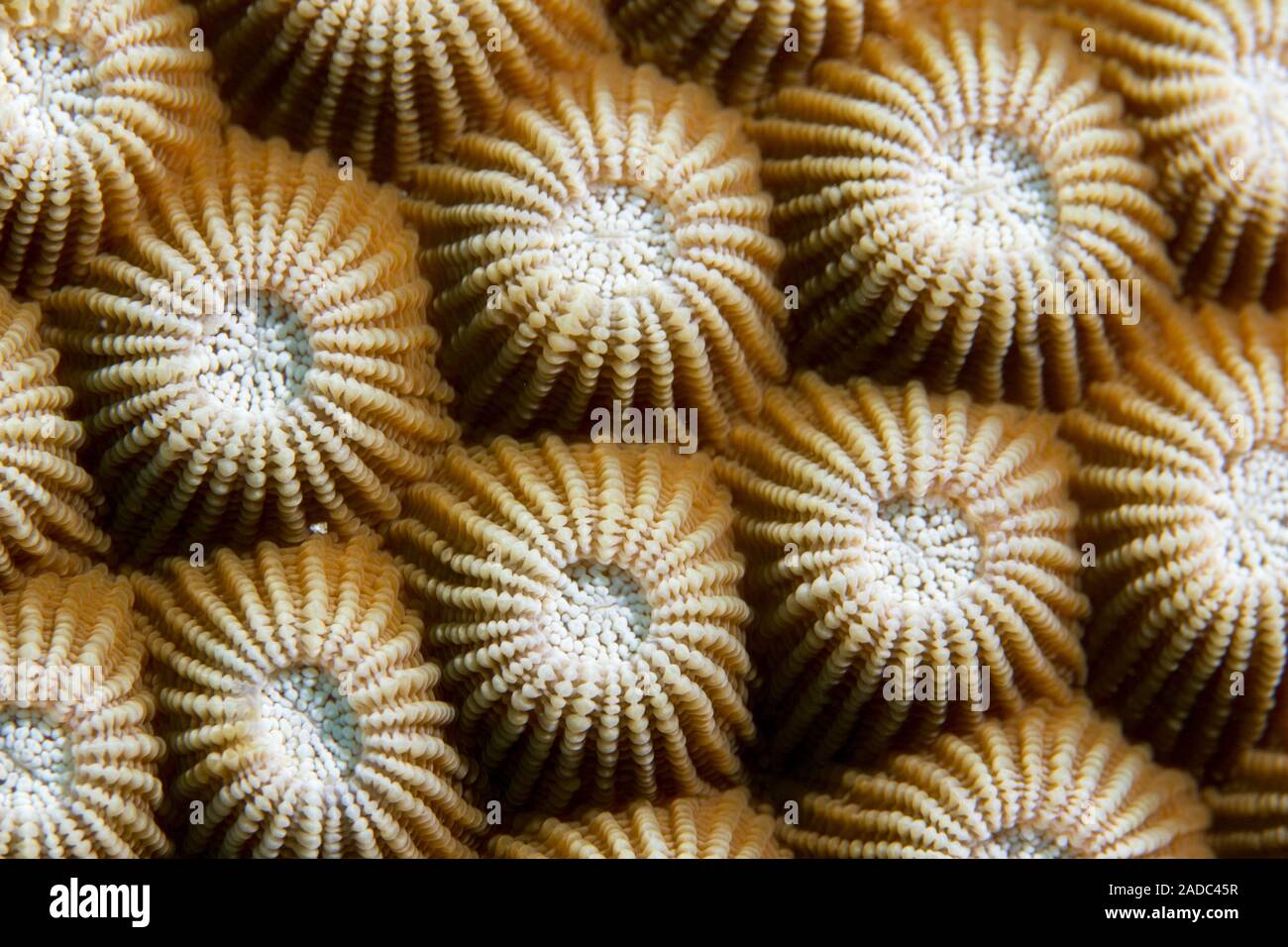 Close-up of stone coral. Photographed at the Great Barrier Reef ...