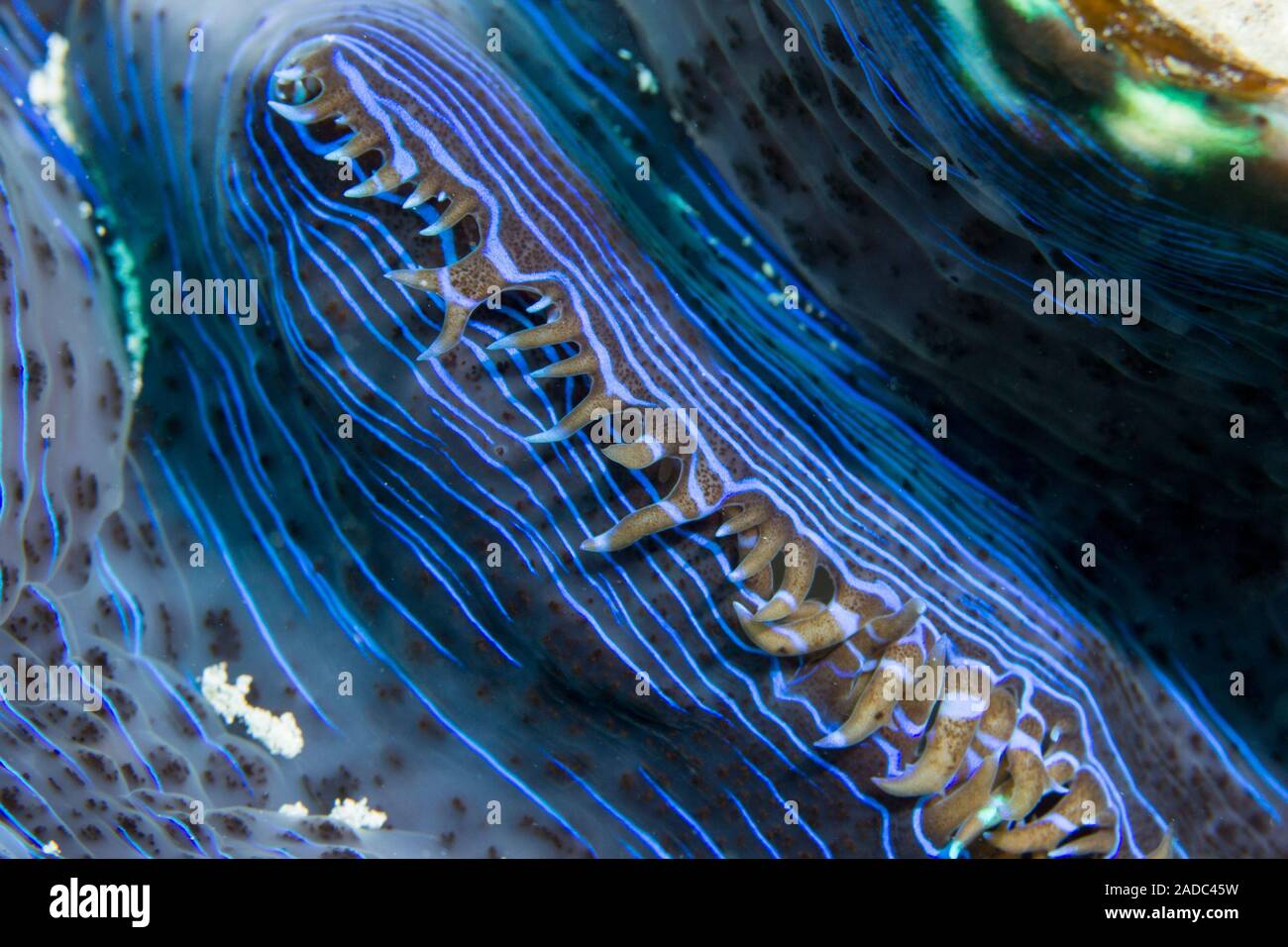 Close-up of the closed incurrent siphon of a giant clam (Tridacna sp ...