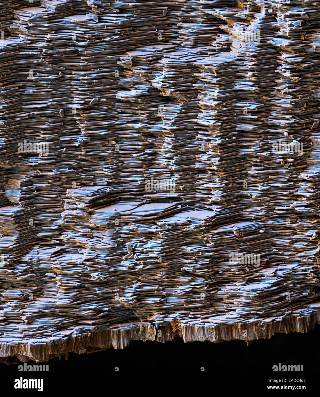Nacre crystal layers. Coloured scanning electron micrograph (SEM) of ...