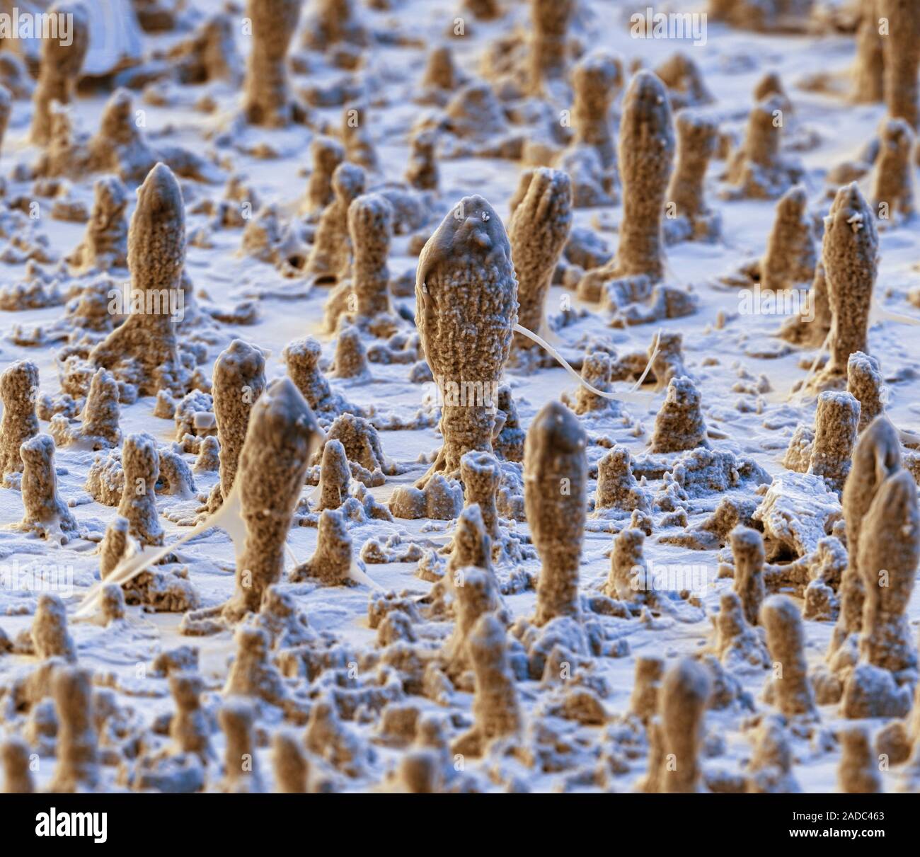 Nacre crystalline surface. Coloured scanning electron micrograph (SEM ...