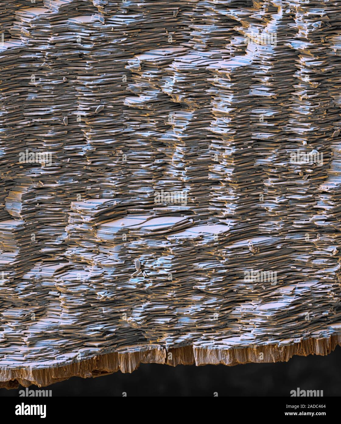 Nacre crystal layers. Coloured scanning electron micrograph (SEM) of ...
