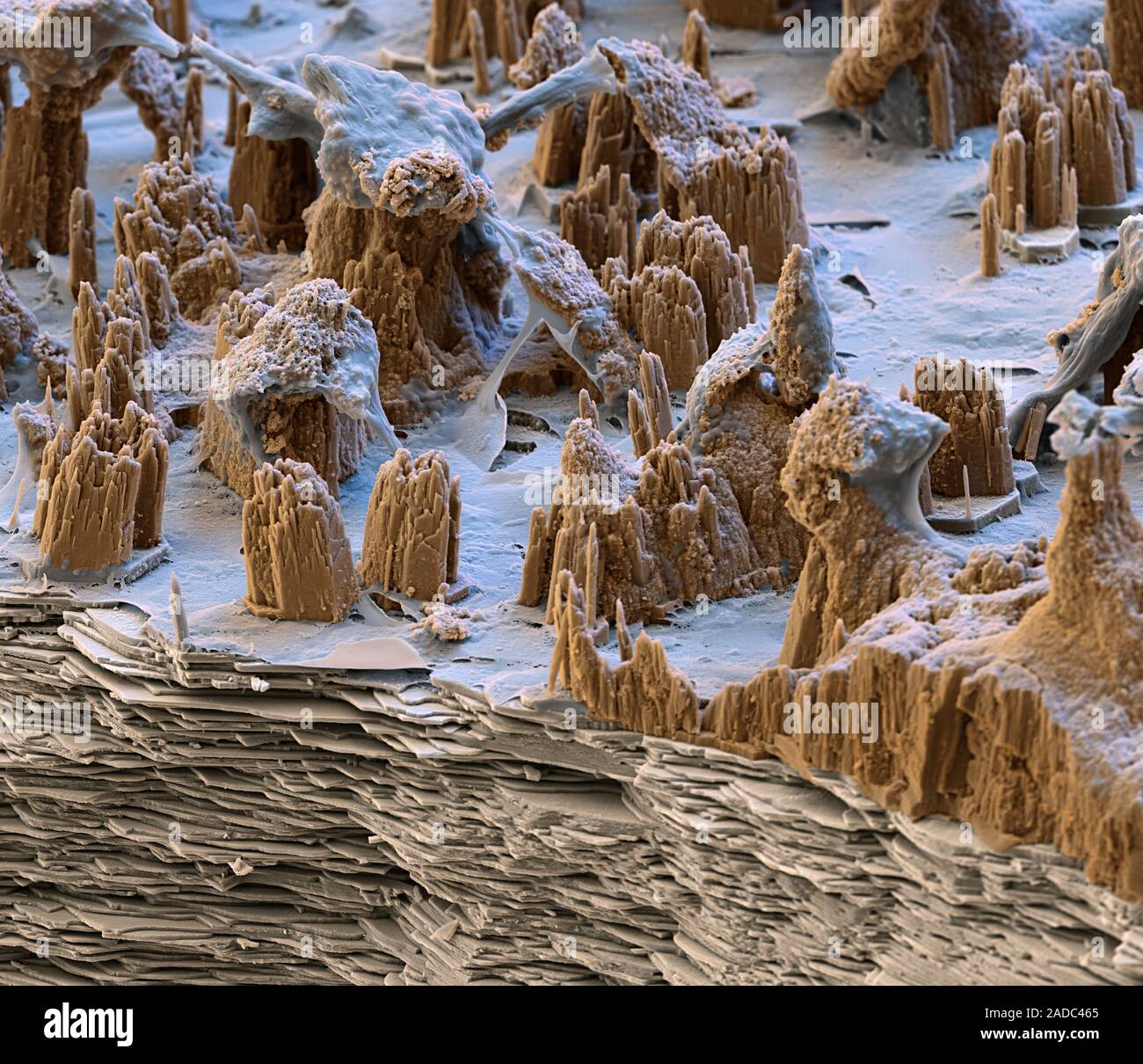 Nacre crystalline surface. Coloured scanning electron micrograph (SEM ...
