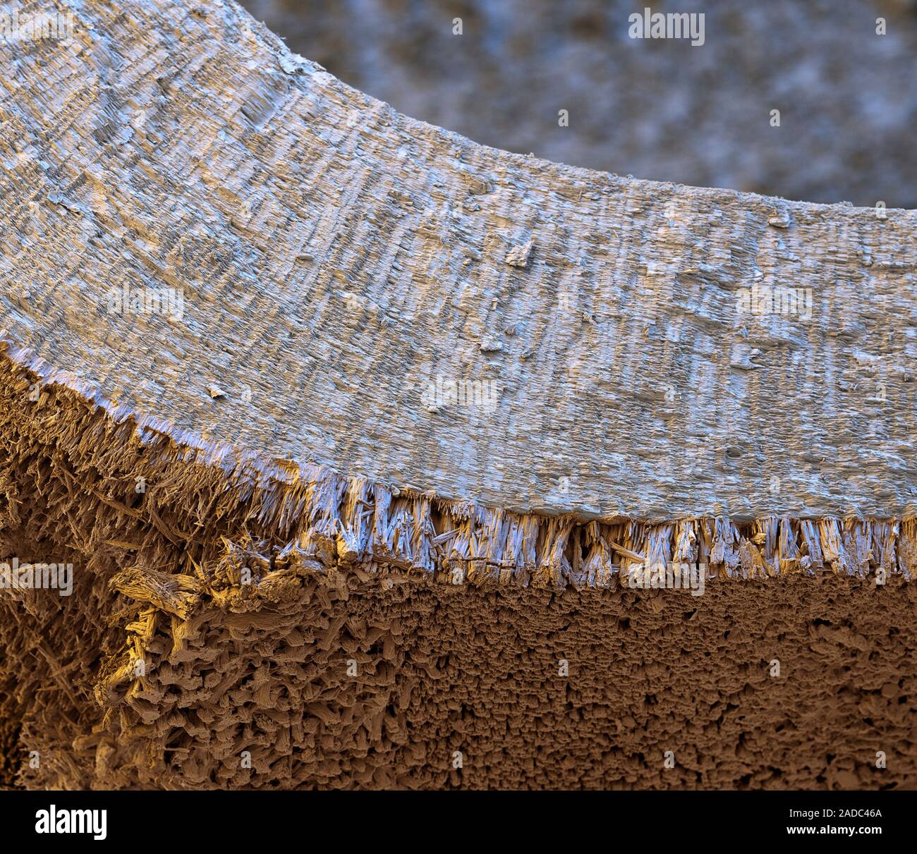Nautilus siphuncle structure. Coloured scanning electron micrograph ...