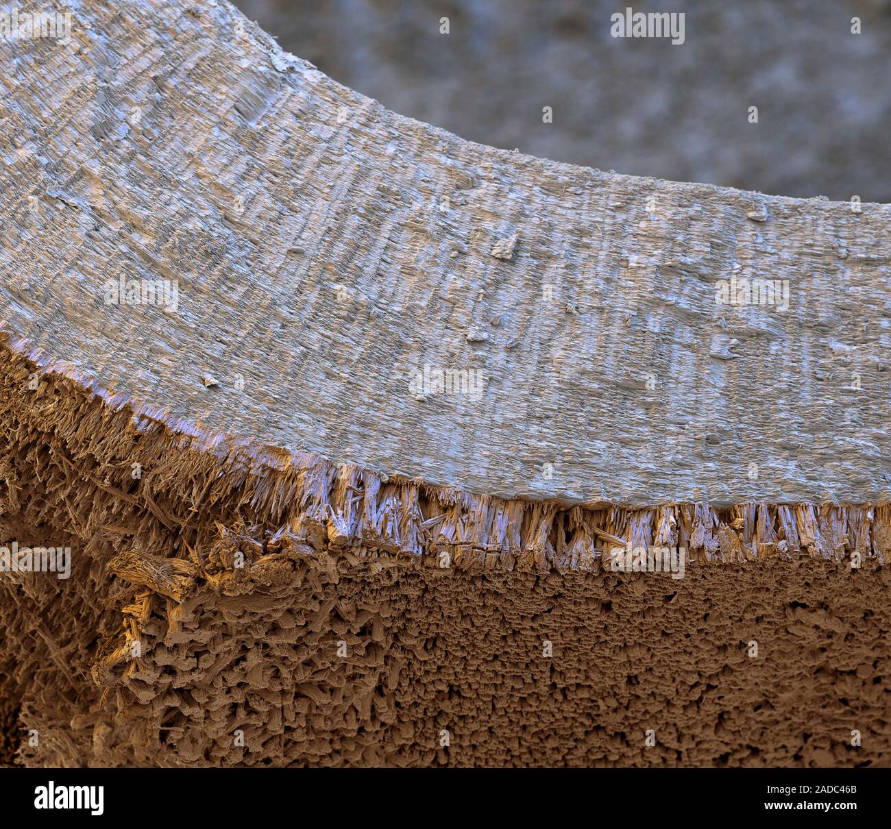 Nautilus siphuncle structure. Coloured scanning electron micrograph ...