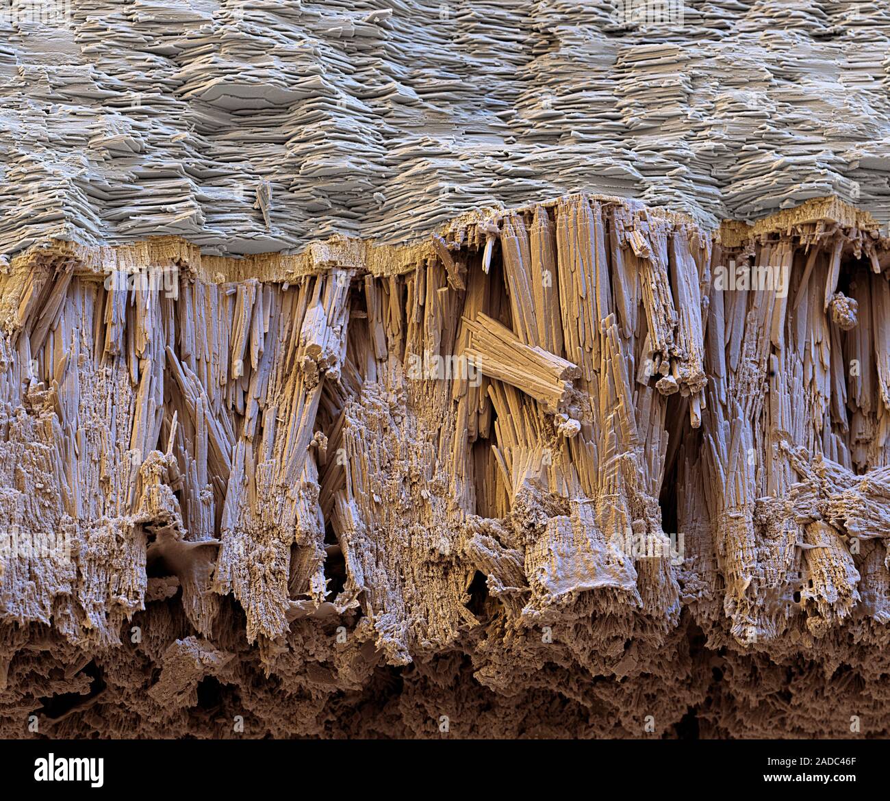 Nautilus siphuncle crystals. Coloured scanning electron micrograph (SEM ...