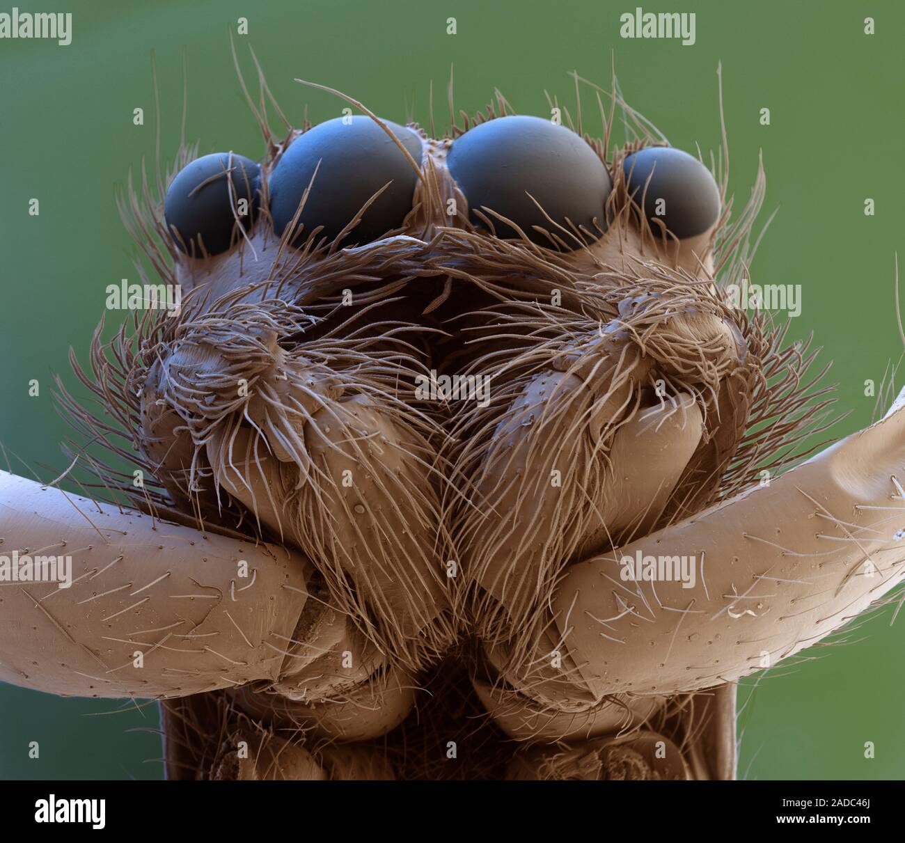 Jumping spider's head. Coloured scanning electron micrograph (SEM) of ...