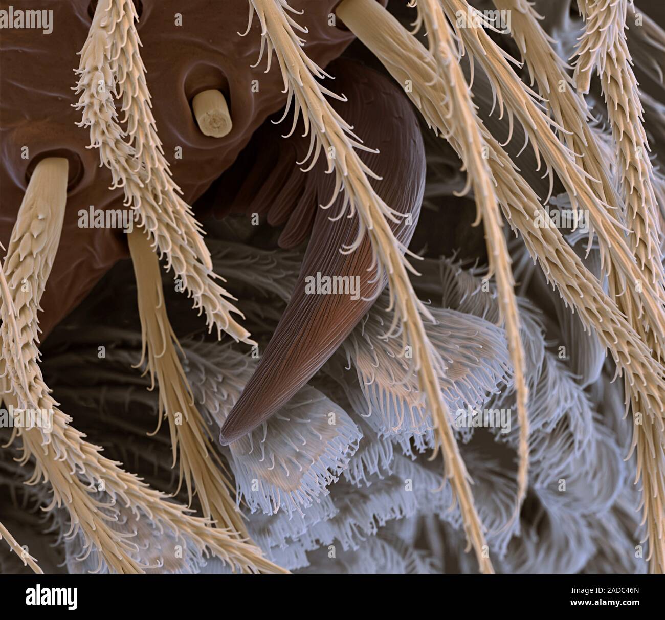 Spider's foot pad. Coloured scanning electron micrograph (SEM) of a ...