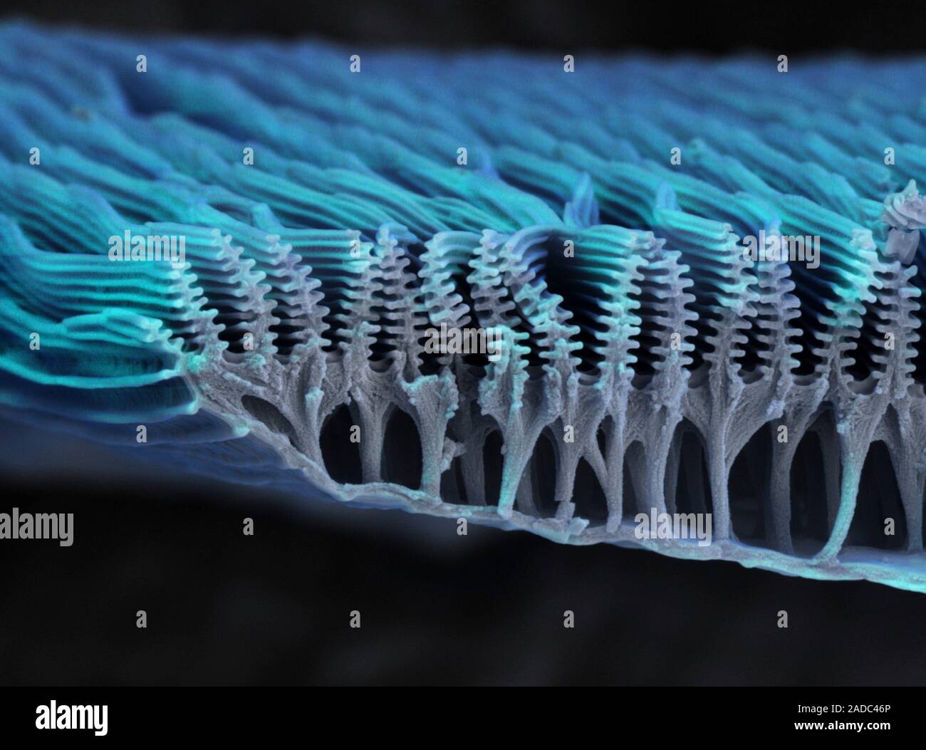 Butterfly wing scale ridges. Coloured scanning electron micrograph (SEM ...