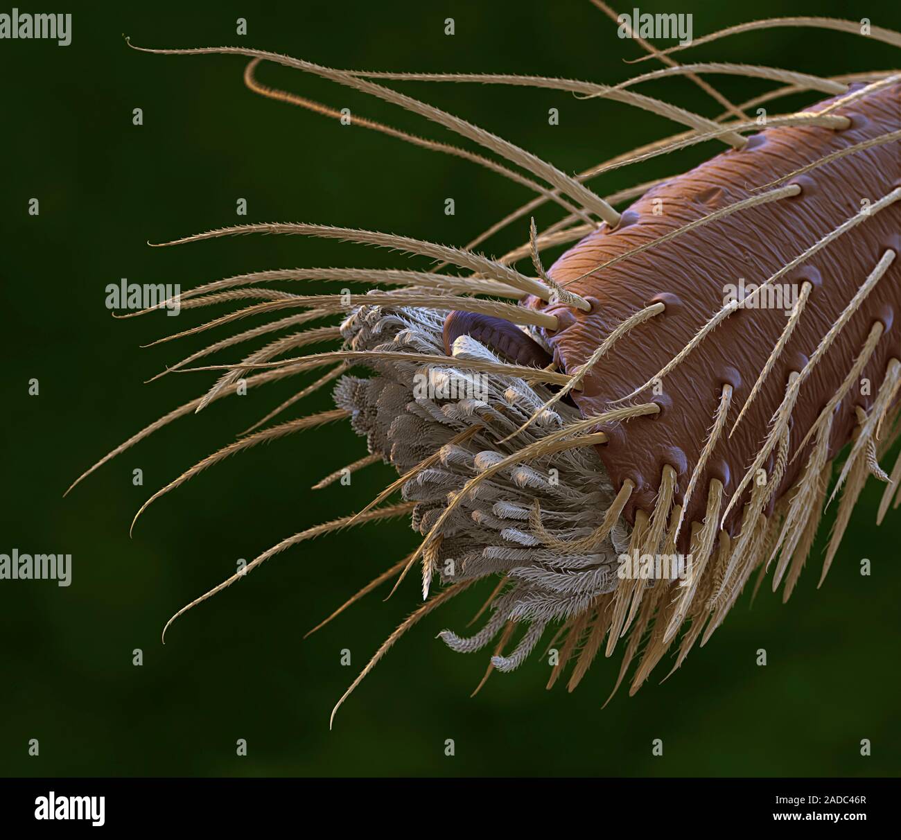 Spider's foot. Coloured scanning electron micrograph (SEM) of a spider ...