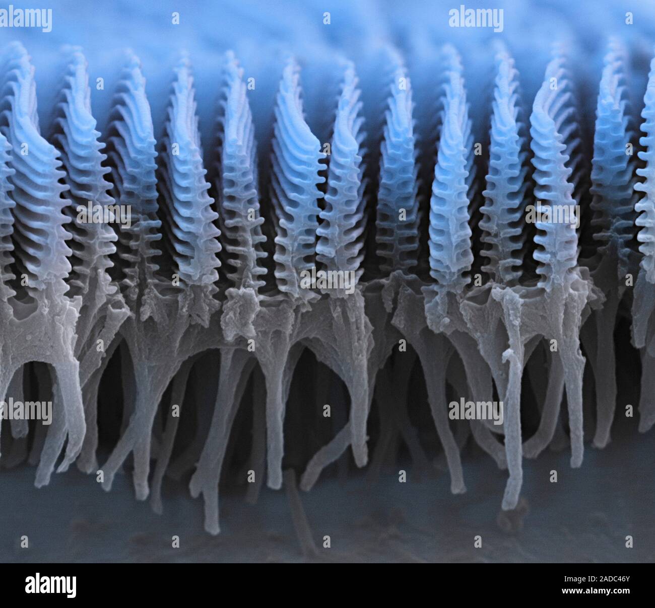 Butterfly wing scale ridges. Coloured scanning electron micrograph (SEM ...