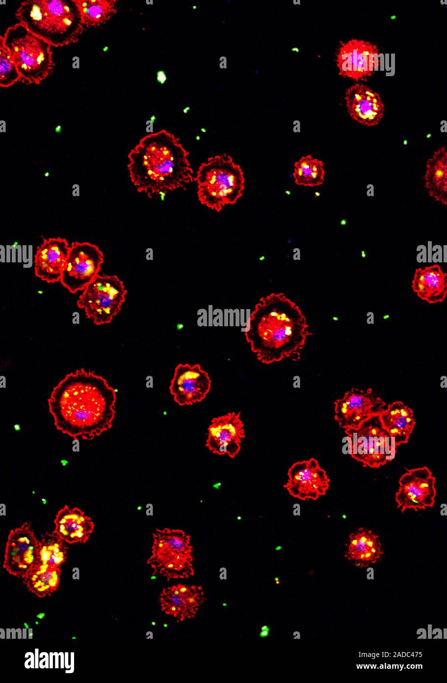 Fluorescence light micrograph of plasmatocytes (red) from a fruit fly ...