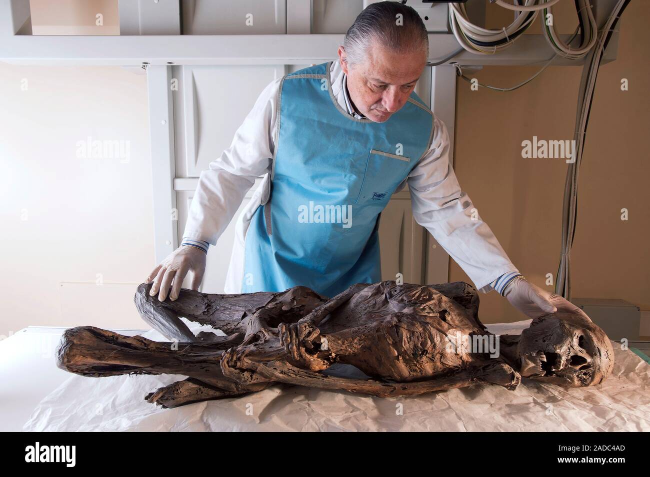 Peruvian mummy, X-ray research. Forensic anthropologist Angel Minaya ...