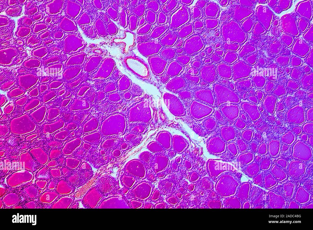 Light micrograph of human cuboidal ephitelium. Epithelial tissues line ...