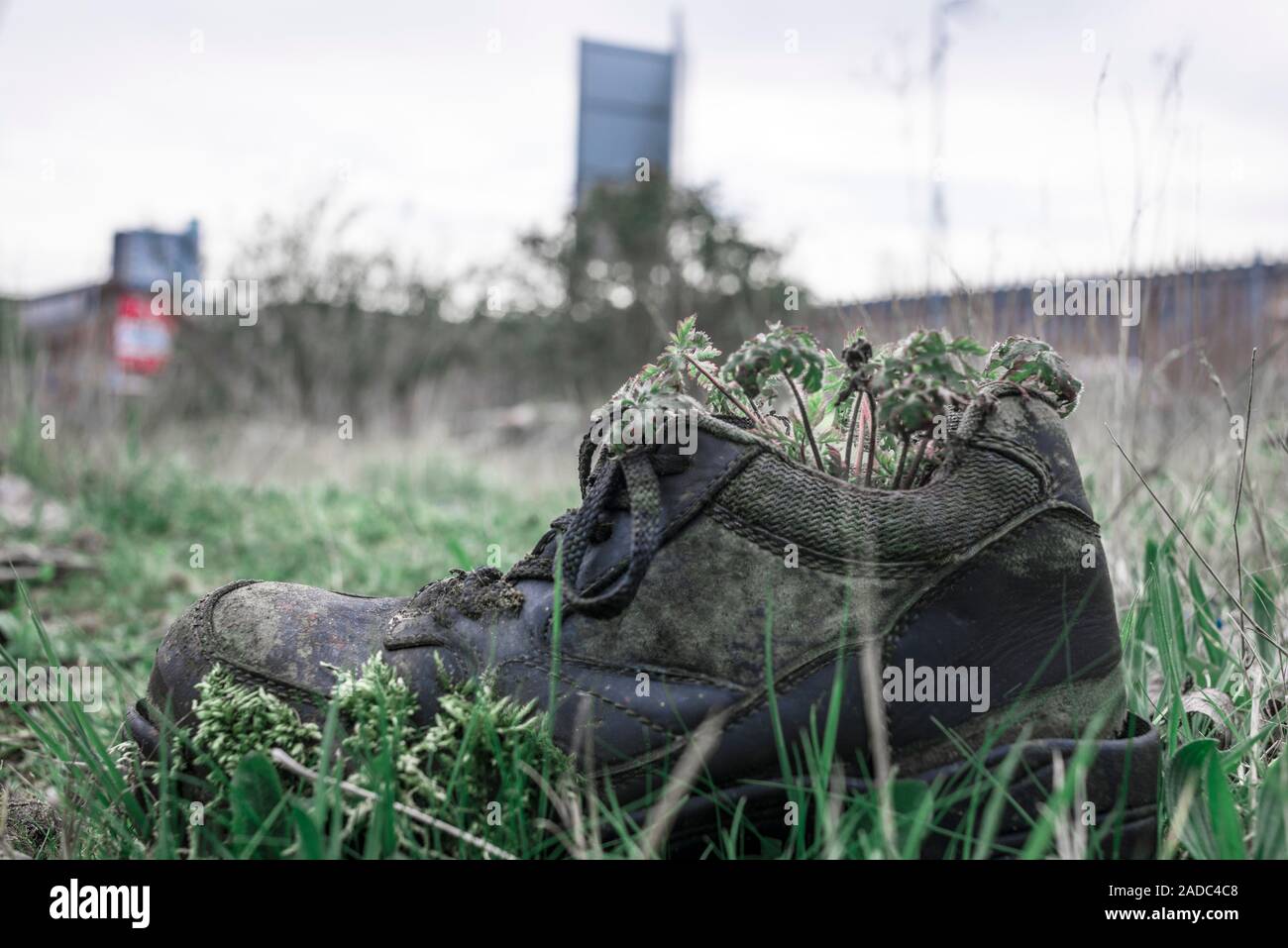 Workman's boot sprouting weeds, abandoned on waste ground, site of ...
