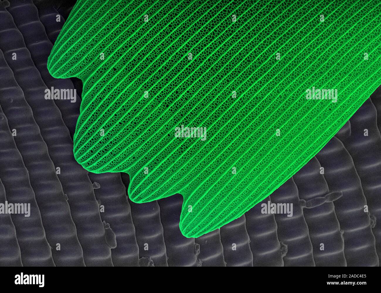 Swallowtail butterfly (Papilio hoppo) wing scales, coloured scanning ...