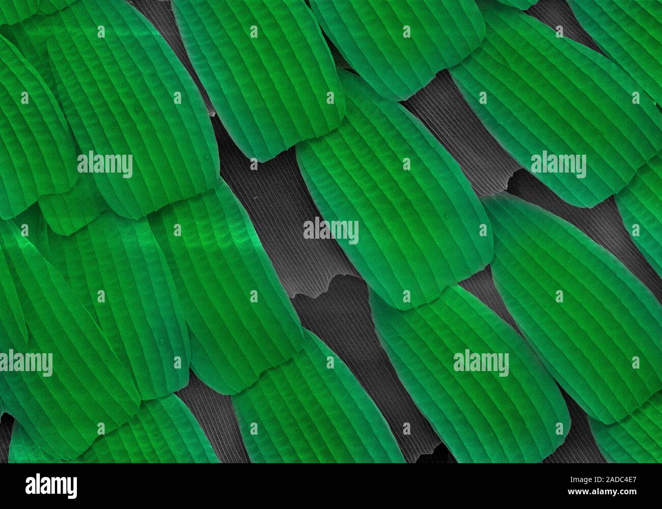 Sea green swallowtail butterfly (Papilio lorquinianus) wing scales ...