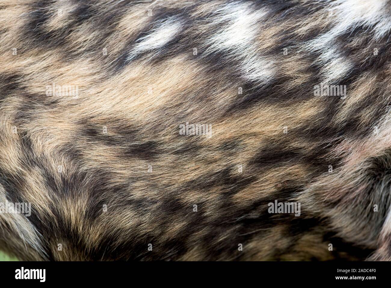 The unique coat of an adult African hunting dog (Lycaon pictus ...