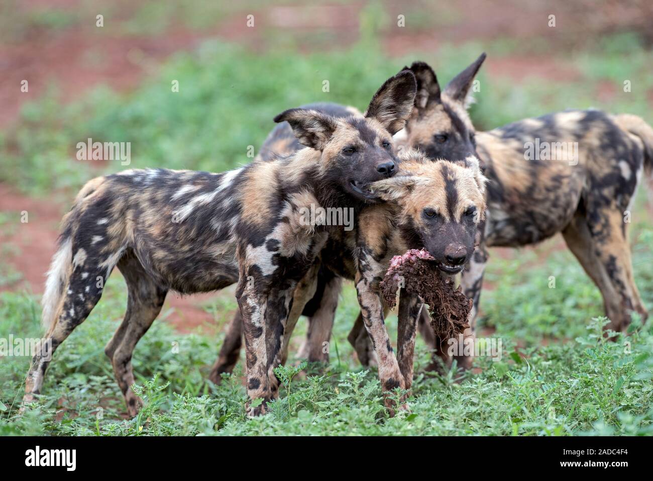 African hunting dogs (Lycaon pictus) playing with the remains of a ...