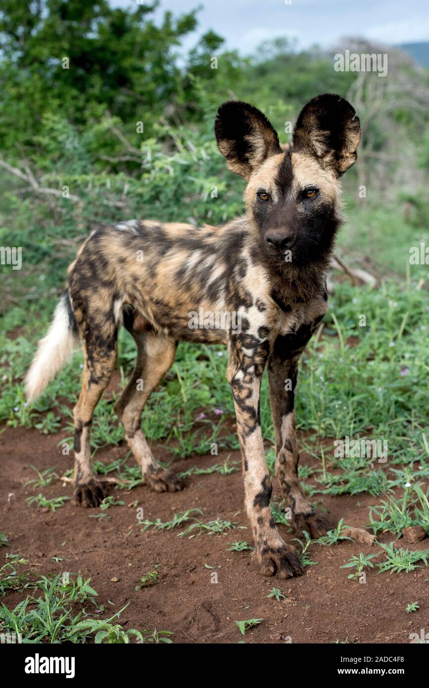 Portrait of a juvenile African hunting dog (Lycaon pictus ...