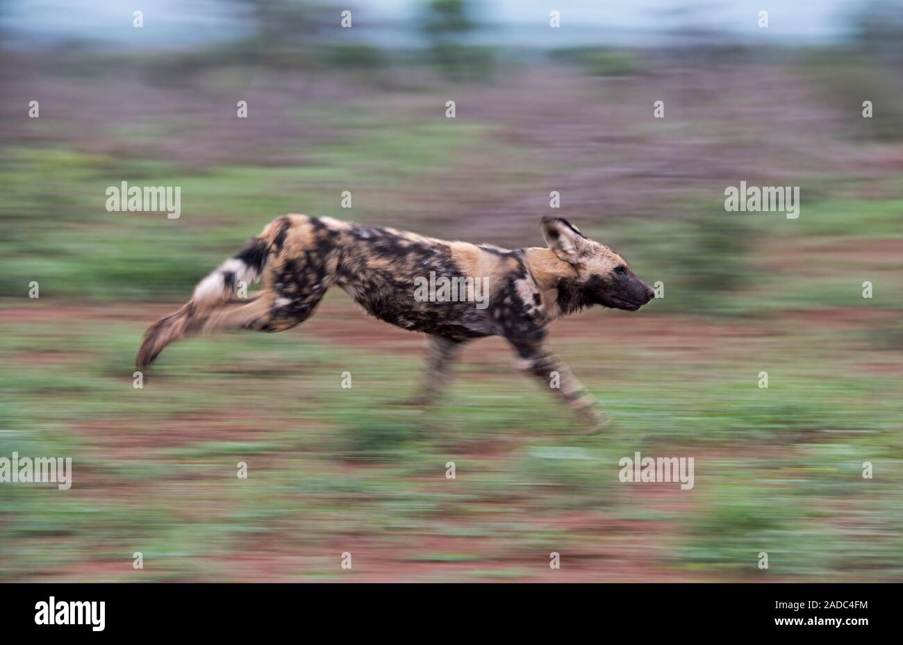 An adult African hunting dog (Lycaon pictus) on the run. Photographed ...