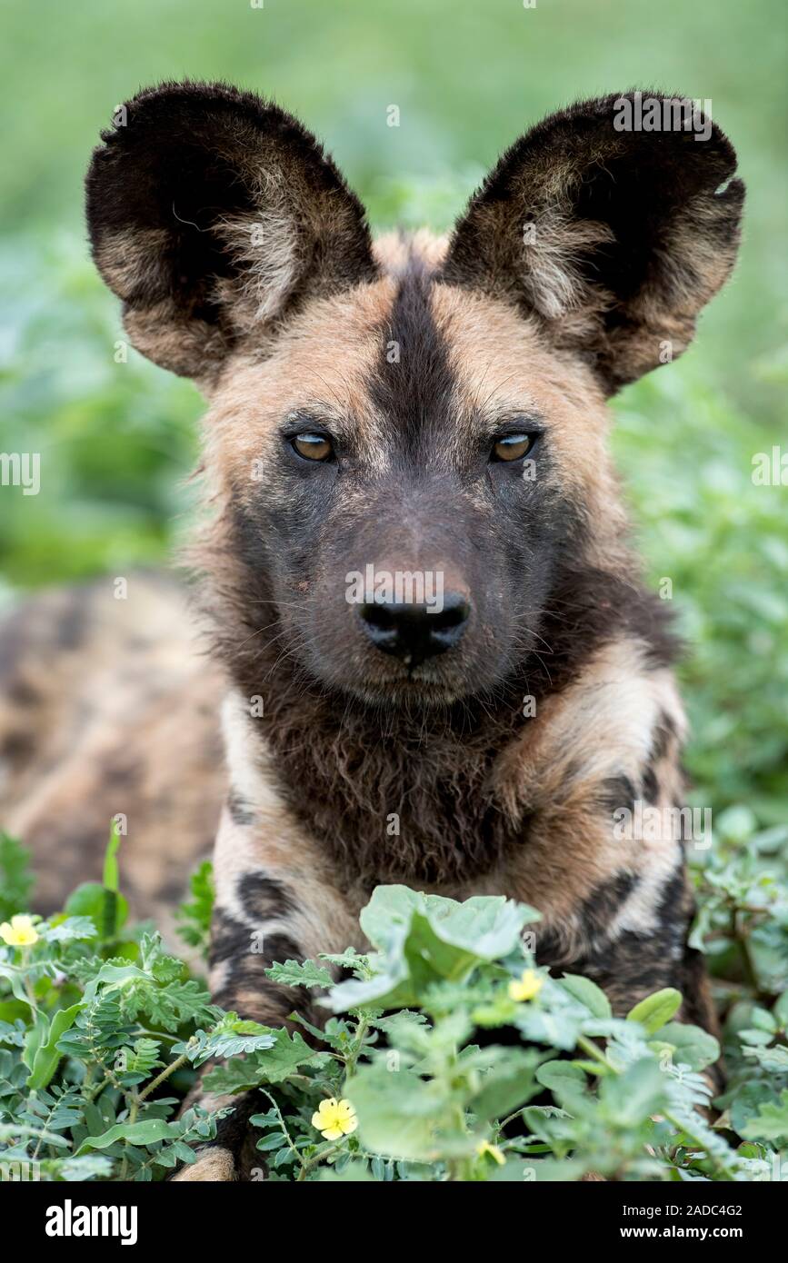 Portrait of an adult African hunting dog (Lycaon pictus). Photographed ...
