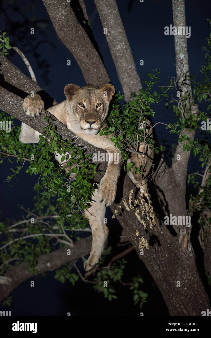 An African Lioness (Panthera Leo) in a tree after dark. Photographed in ...