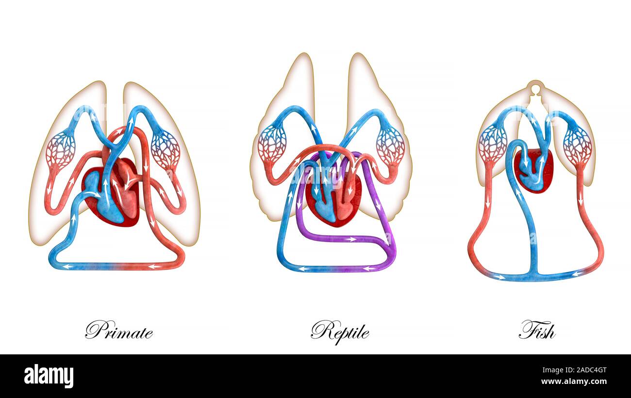 Primate, reptile and fish blood circulation. Illustration of the ...