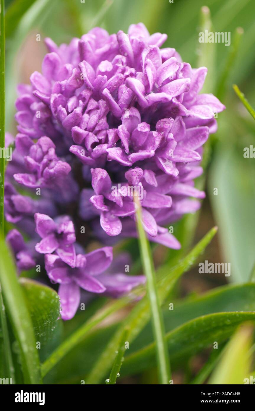 Common hyacinth (Hyacinthus orientalis) in flower Stock Photo - Alamy