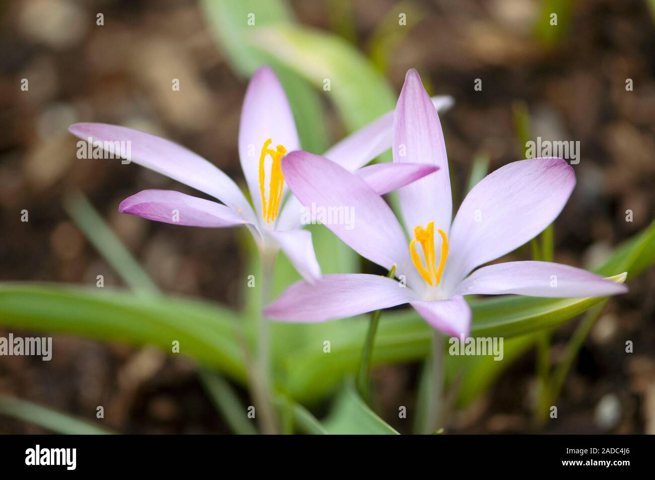 Crocus (Crocus tommasinianus 'Roseus') in flower Stock Photo - Alamy