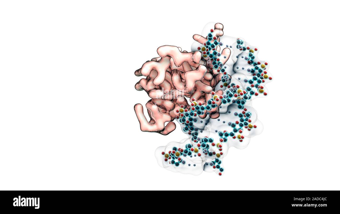 FOXO4 protein in complex with DNA. Molecular model of DNA ...