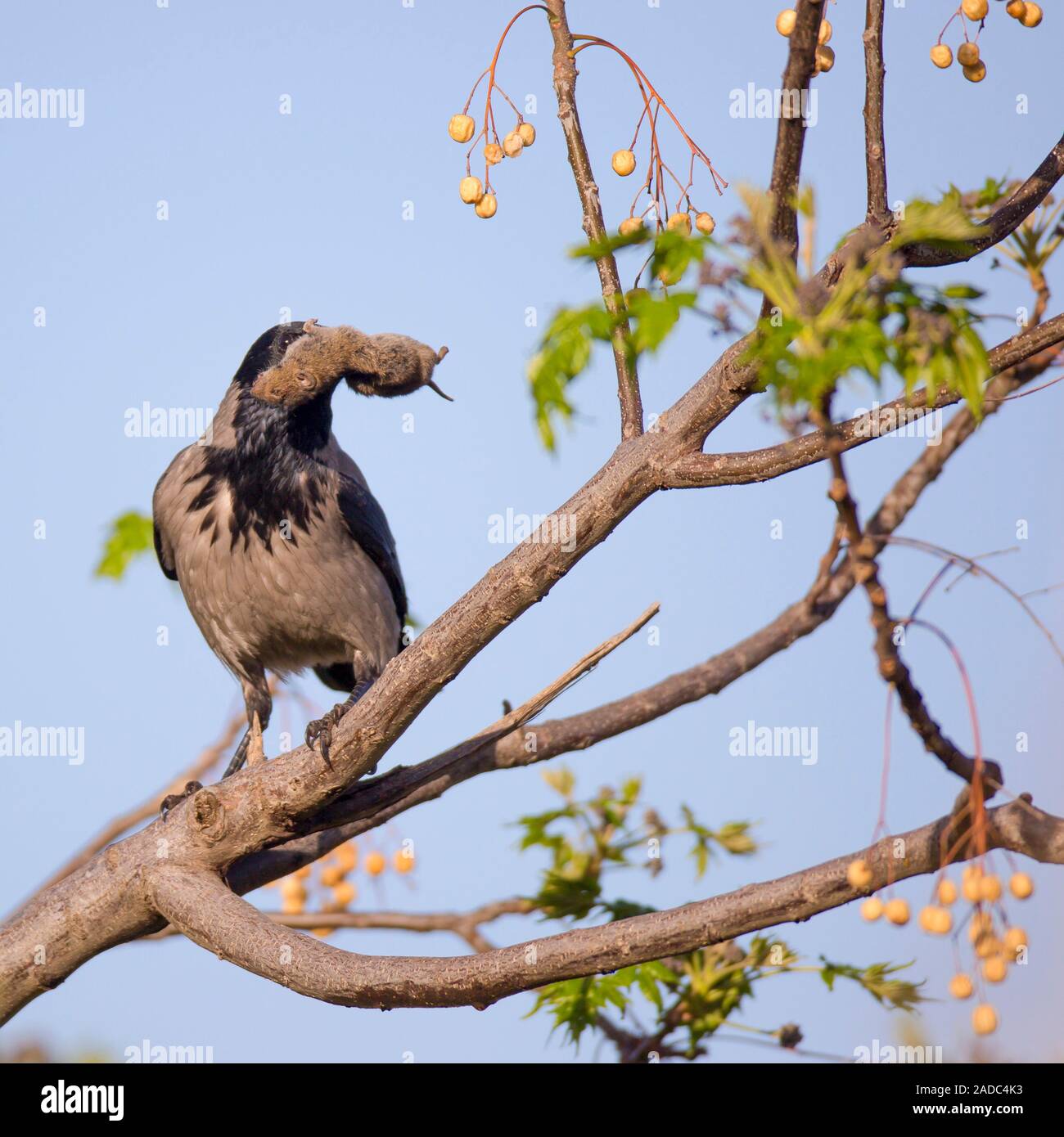 Hooded crow (Corvus cornix) with a mouse in its bill. Photographed in ...