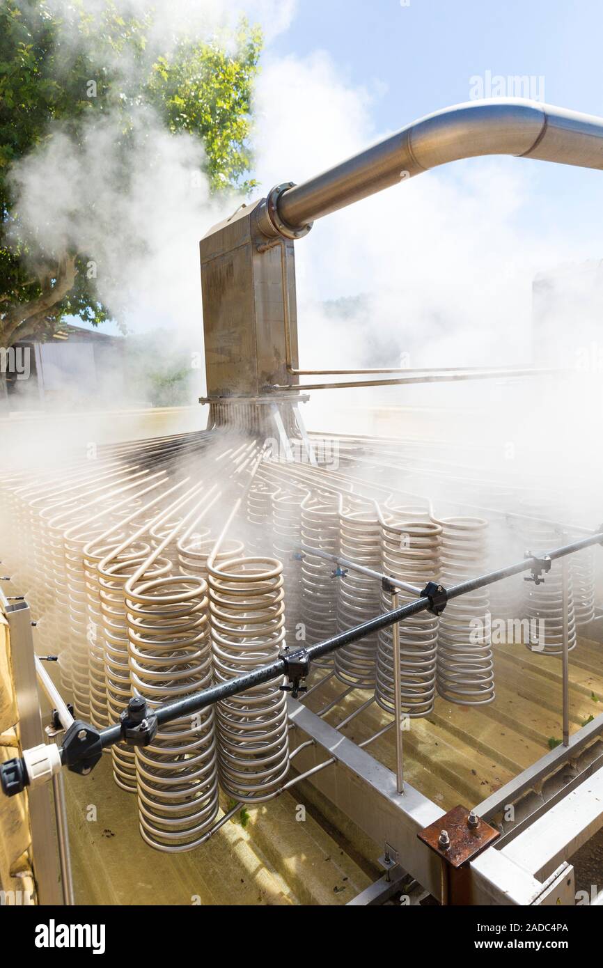 The lavandin oil laden steam is drawn into a bank of condenser spirals ...