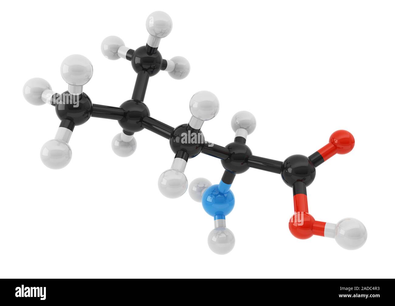 Leucine amino acid molecule. Computer illustration showing the ... Leucine amino acid molecule. Computer illustration showing the ...
