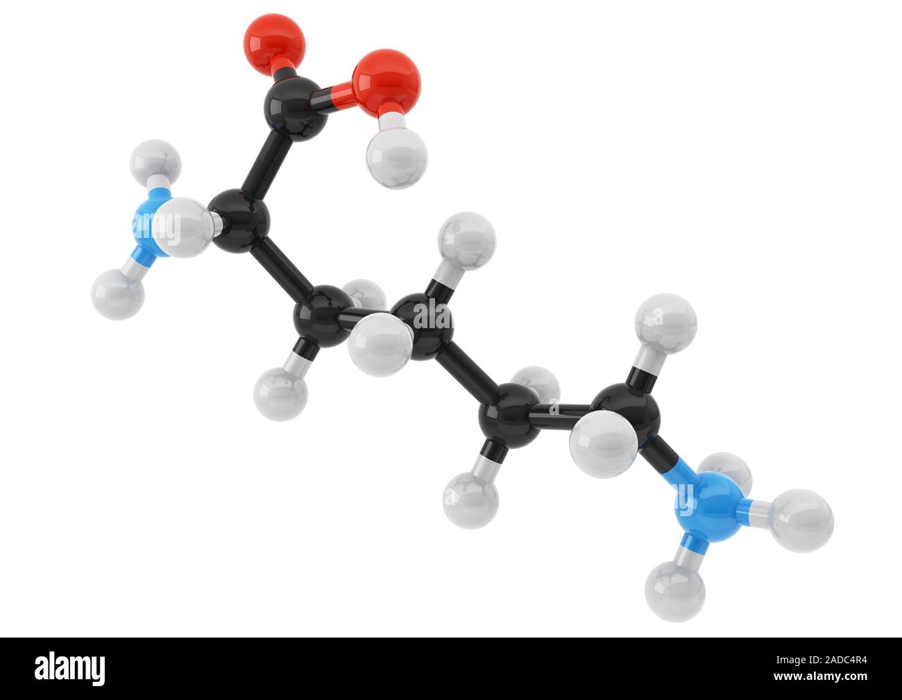 Lysine amino acid molecule. Computer illustration showing the structure ...