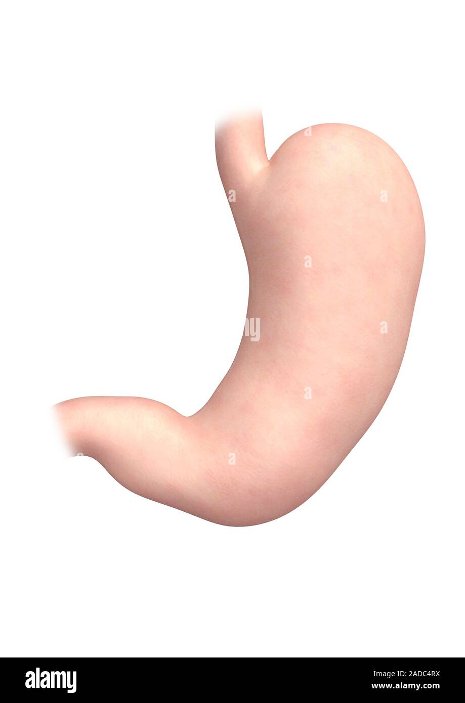 Human stomach. Computer illustration showing the shape of a normal ...