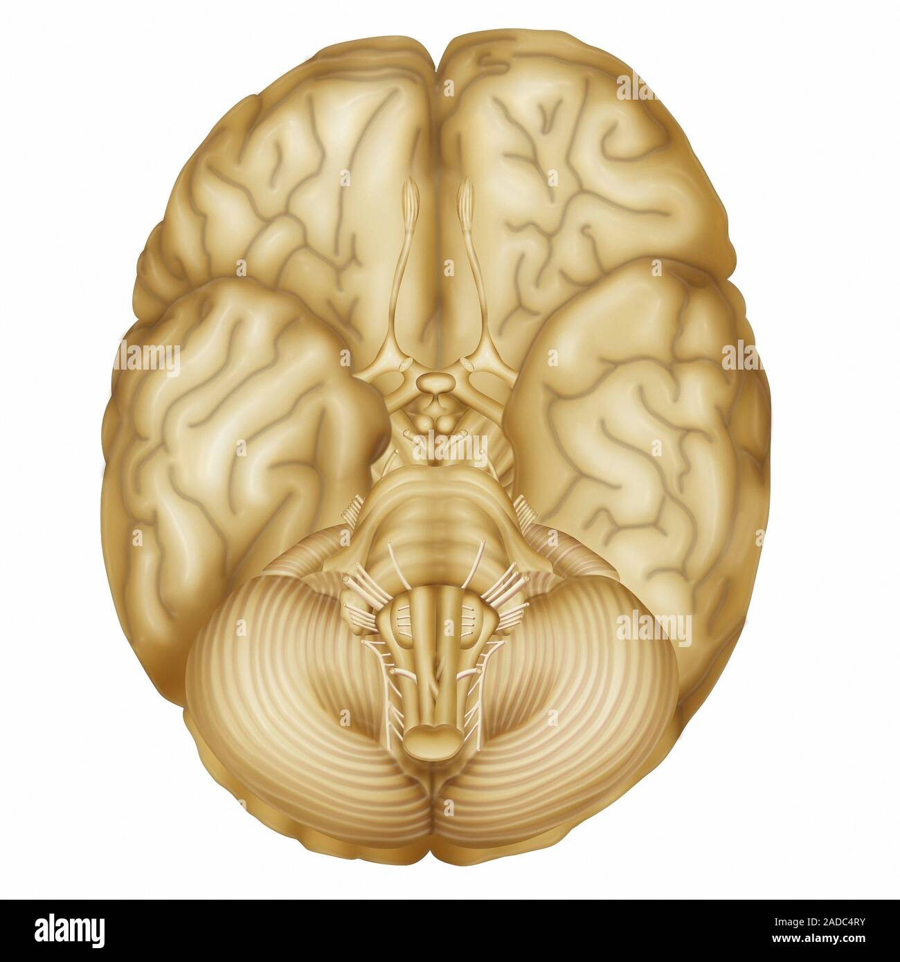Human brain. Computer illustration of the underside of a normal human ...