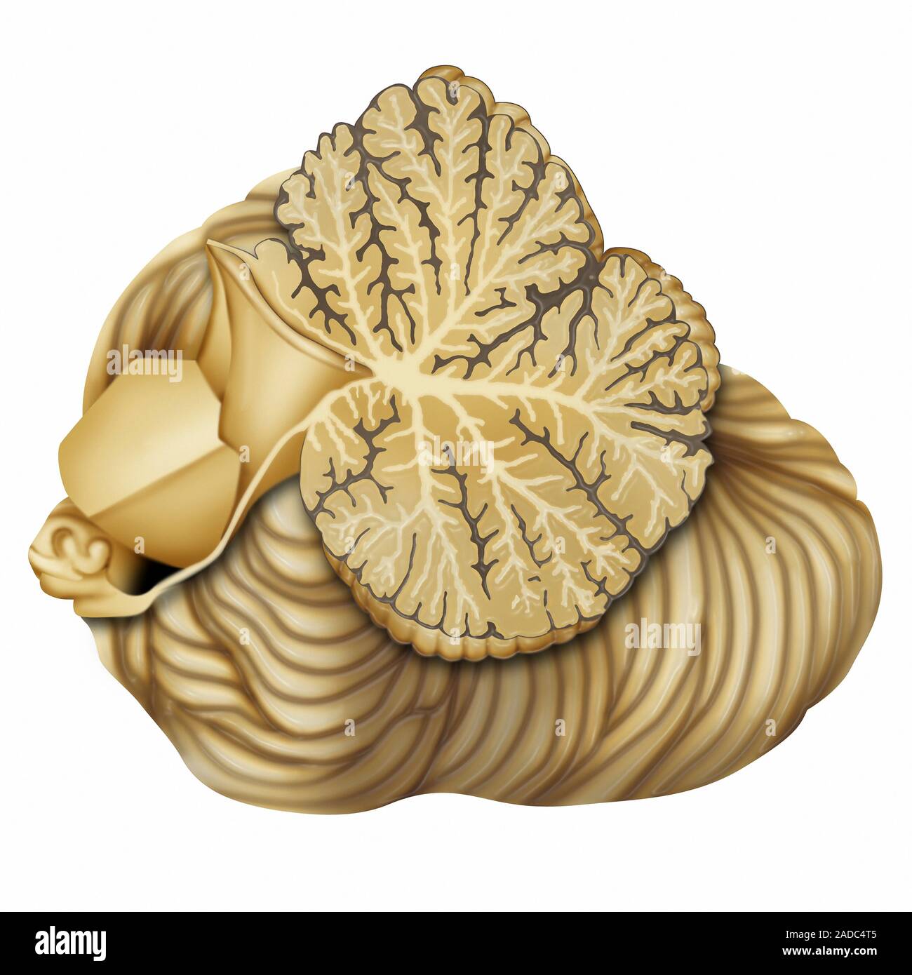 Human cerebellum. Computer illustration of a section through the top of ...