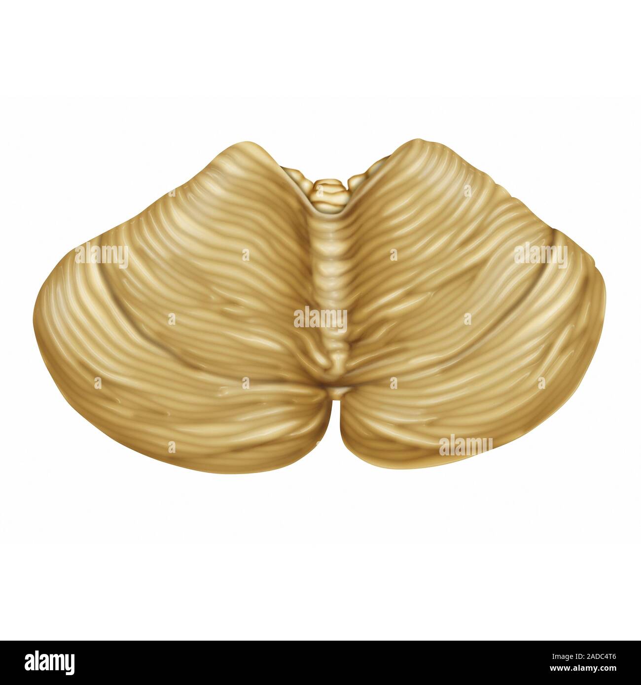 Human cerebellum. Computer illustration showing the structure of the ...
