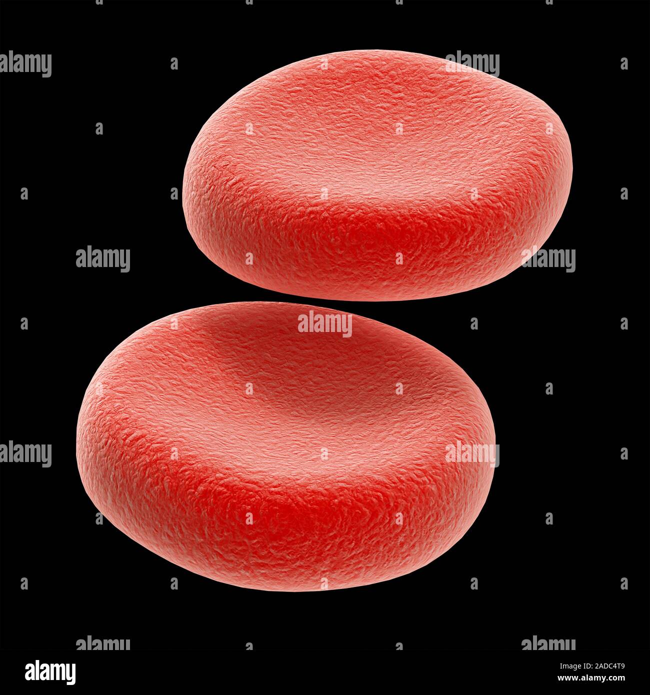 Red blood cells. Computer illustration of red blood cells (erythrocytes ...